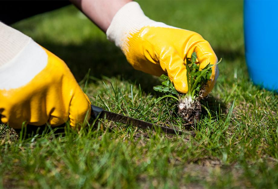 4 Conseils pour un Gazon Vert Toute l'année