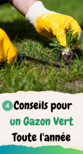 4 Conseils pour un Gazon Vert Toute l'année