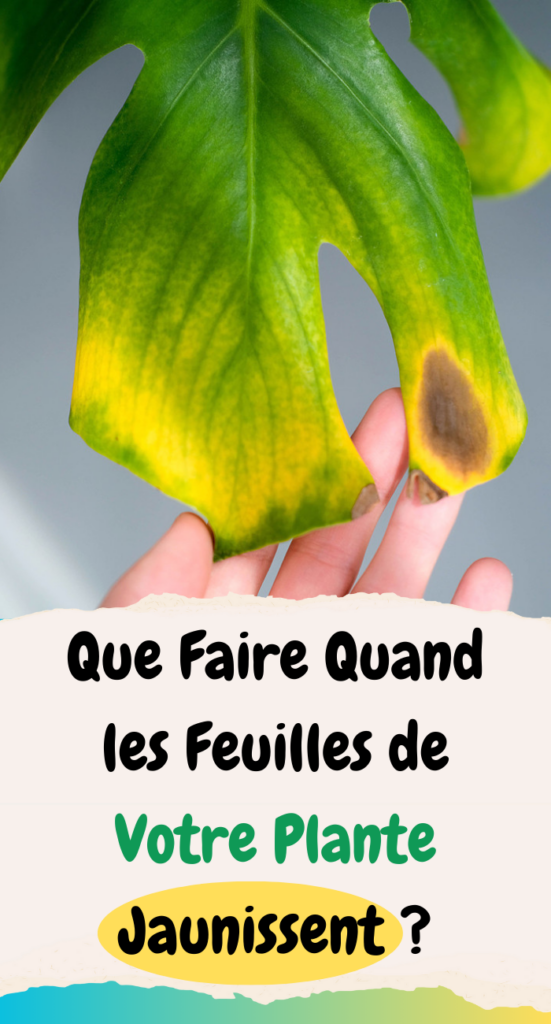 Que Faire Quand les Feuilles de Votre Plante Jaunissent