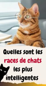Quelles sont les races de chats les plus intelligentes