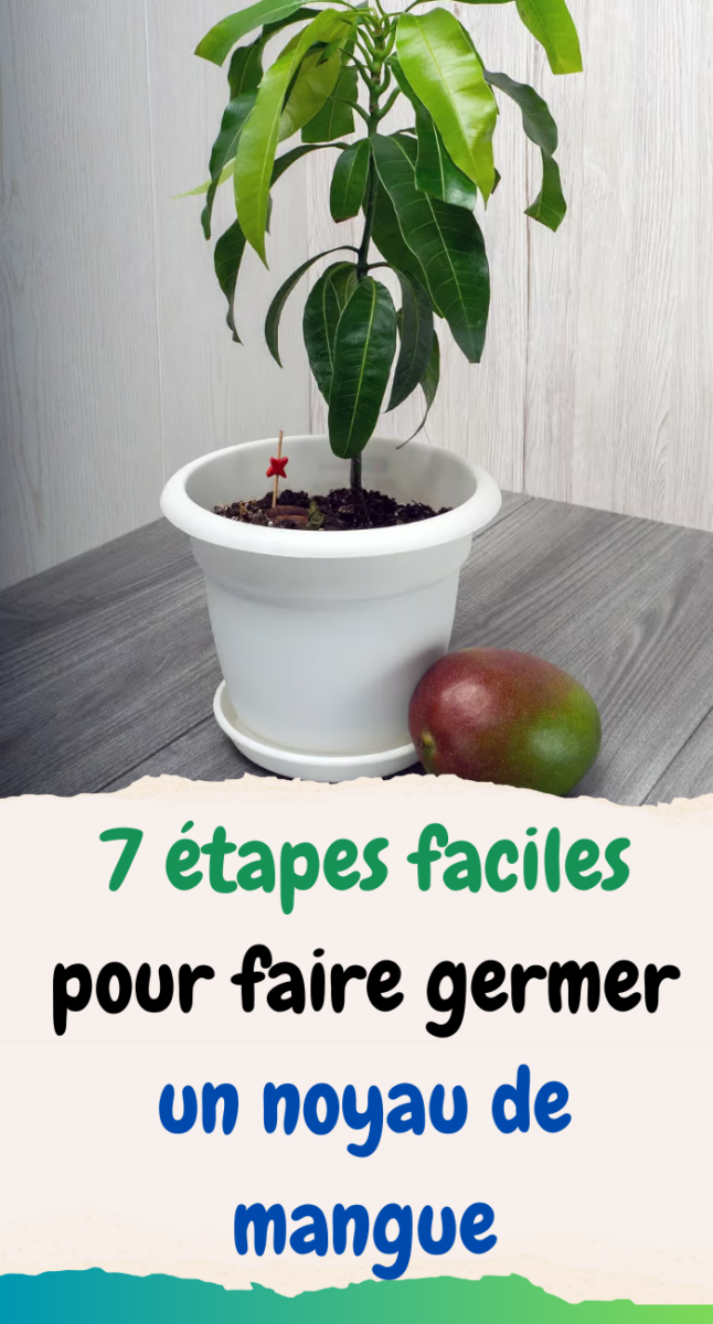7 étapes faciles pour faire germer un noyau de mangue
