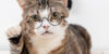 Quelles sont les races de chats les plus intelligentes