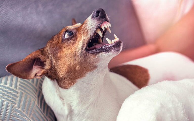 Quand un chien grogne, ça veut dire quoi