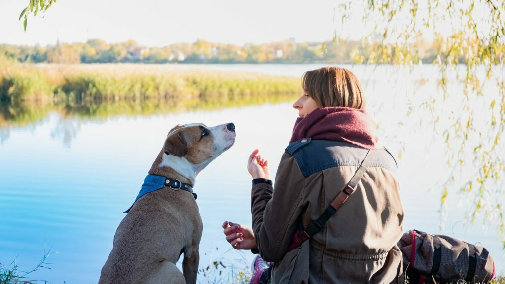 Comprendre son chien : le guide essentiel 🐶